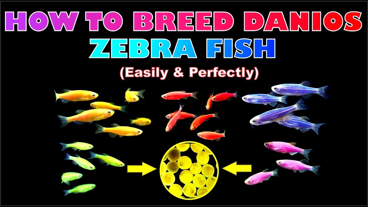 Zebra Danio Breeding Glofish Care Size Life Span Tank Mates