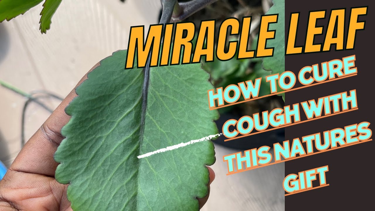 How To Cure Cough With Miracle Leaf Air Plant Kalanchoe Pinnata L