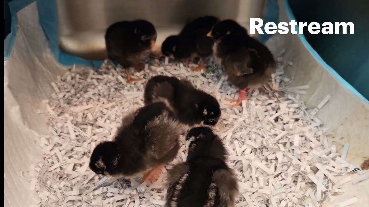 Hatching Chicks Youtube
