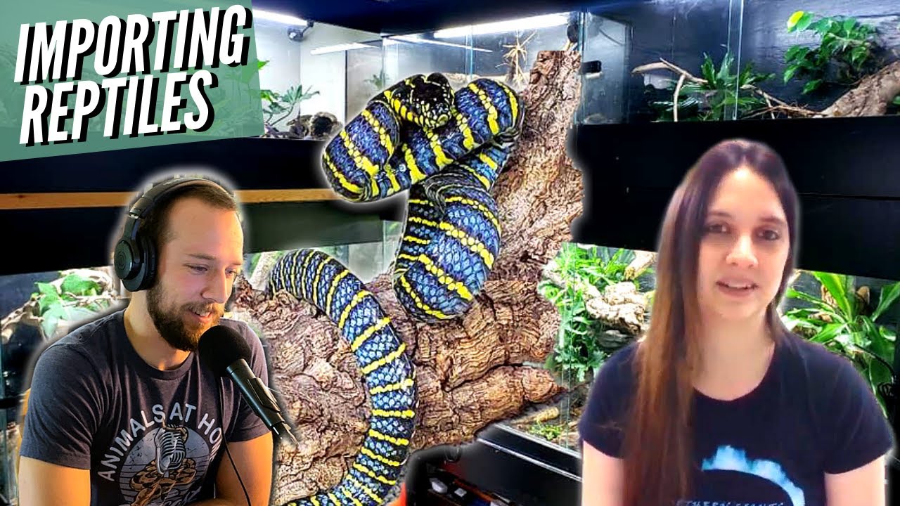 Ethically Importing Exotic Reptiles Ashley Dezan Youtube