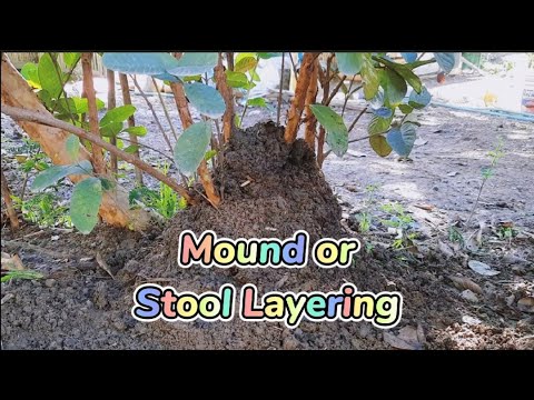 Mound Or Stool Layering â Layerage â Plant Propagation â Last Part