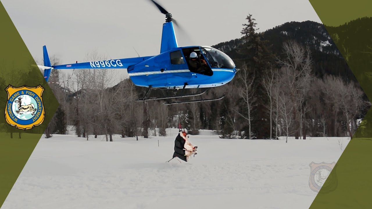 Mountain Goat Information Youtube