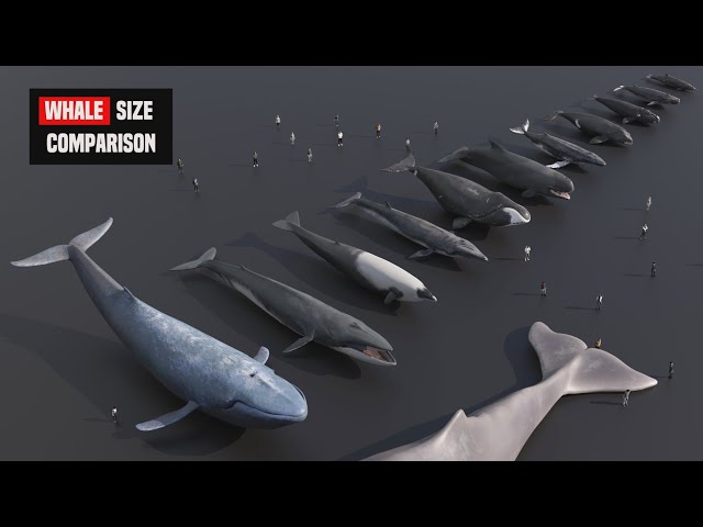 Blue Whales Size Comparison Blue Whale Facts Size Comparison To