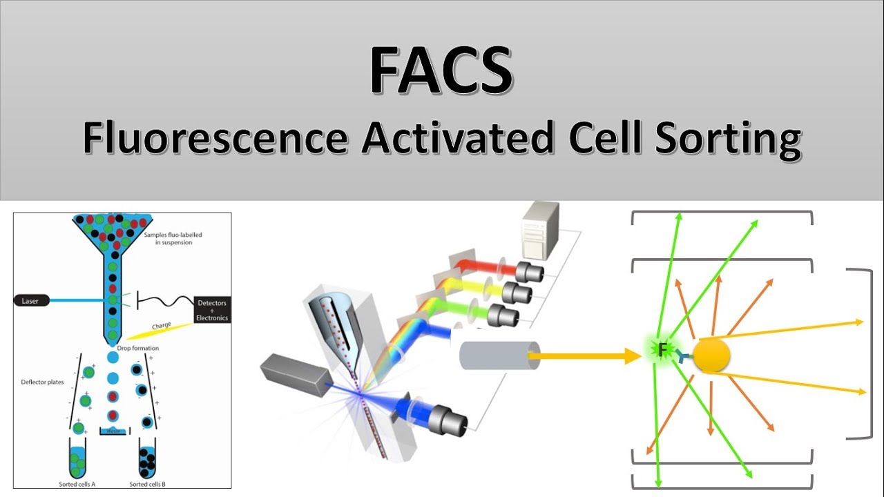 Flowjo Flow Cytometry Tahaval