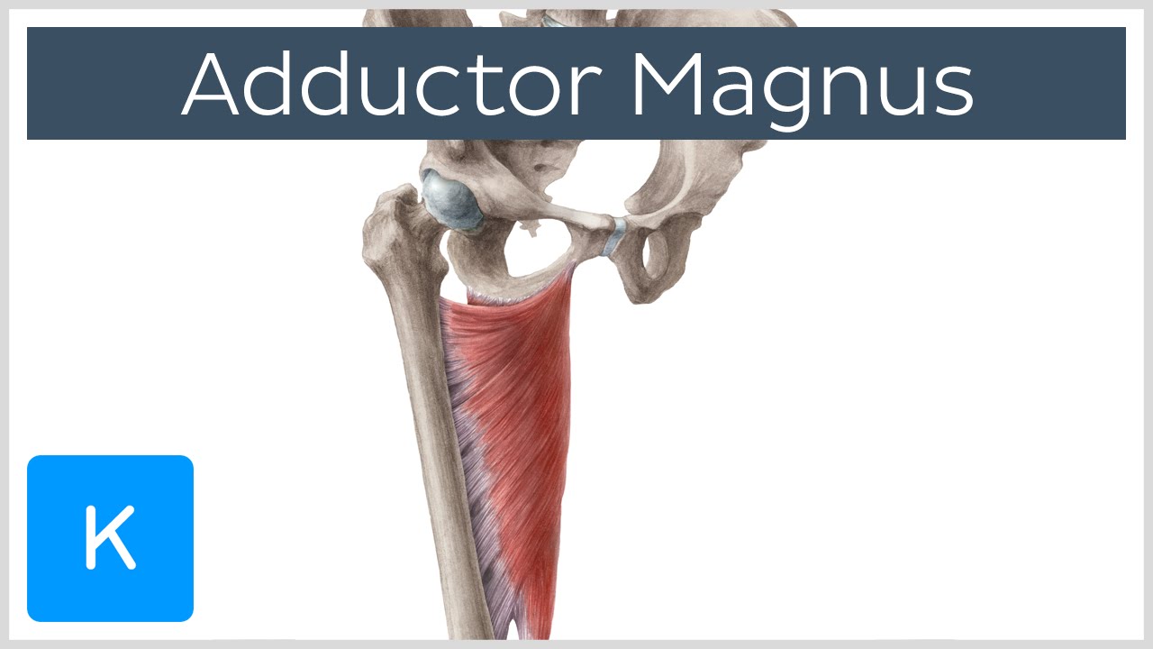 Adductor Magnus Muscle Function Origins Human Anatomy Kenhub