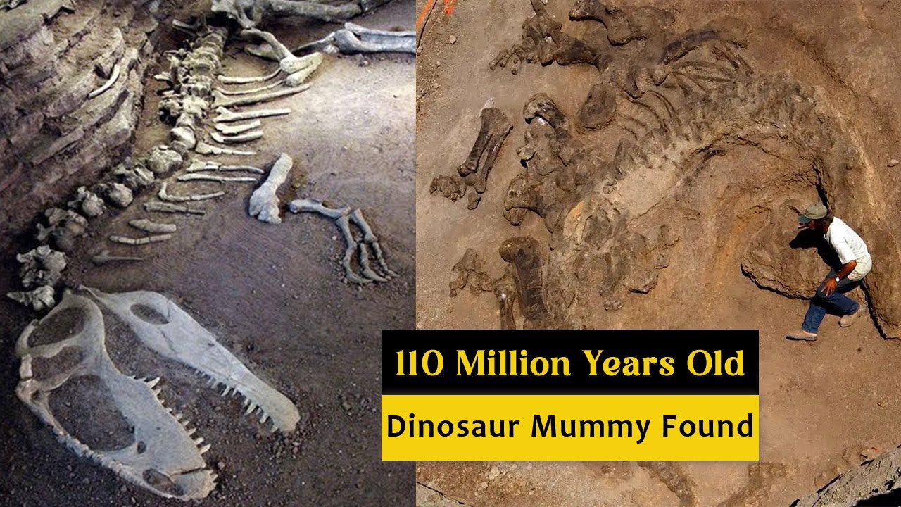 Dinosaur Mummy Found 110 Million Years Old Youtube