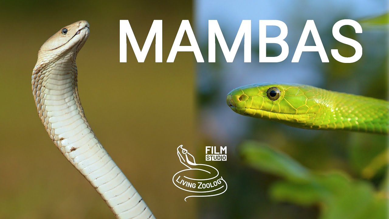 Western Green Mamba