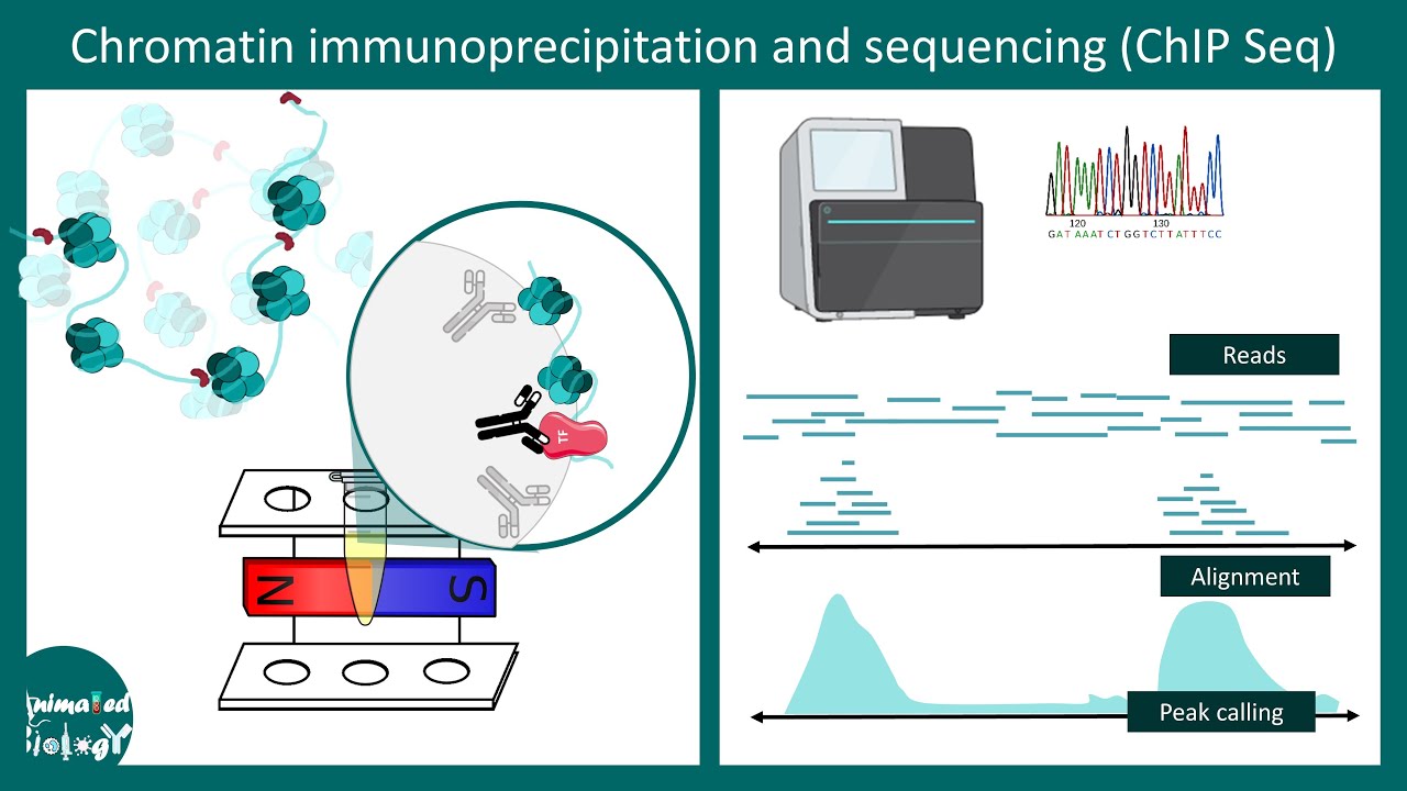 Chip Seq Chromatin Immunoprecipitation And Sequencing Methods In