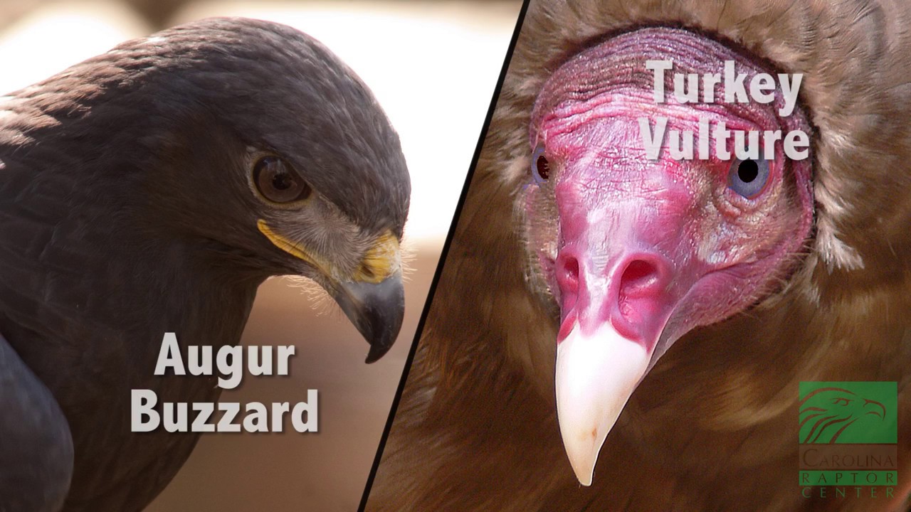 Vulture Vs Buzzard