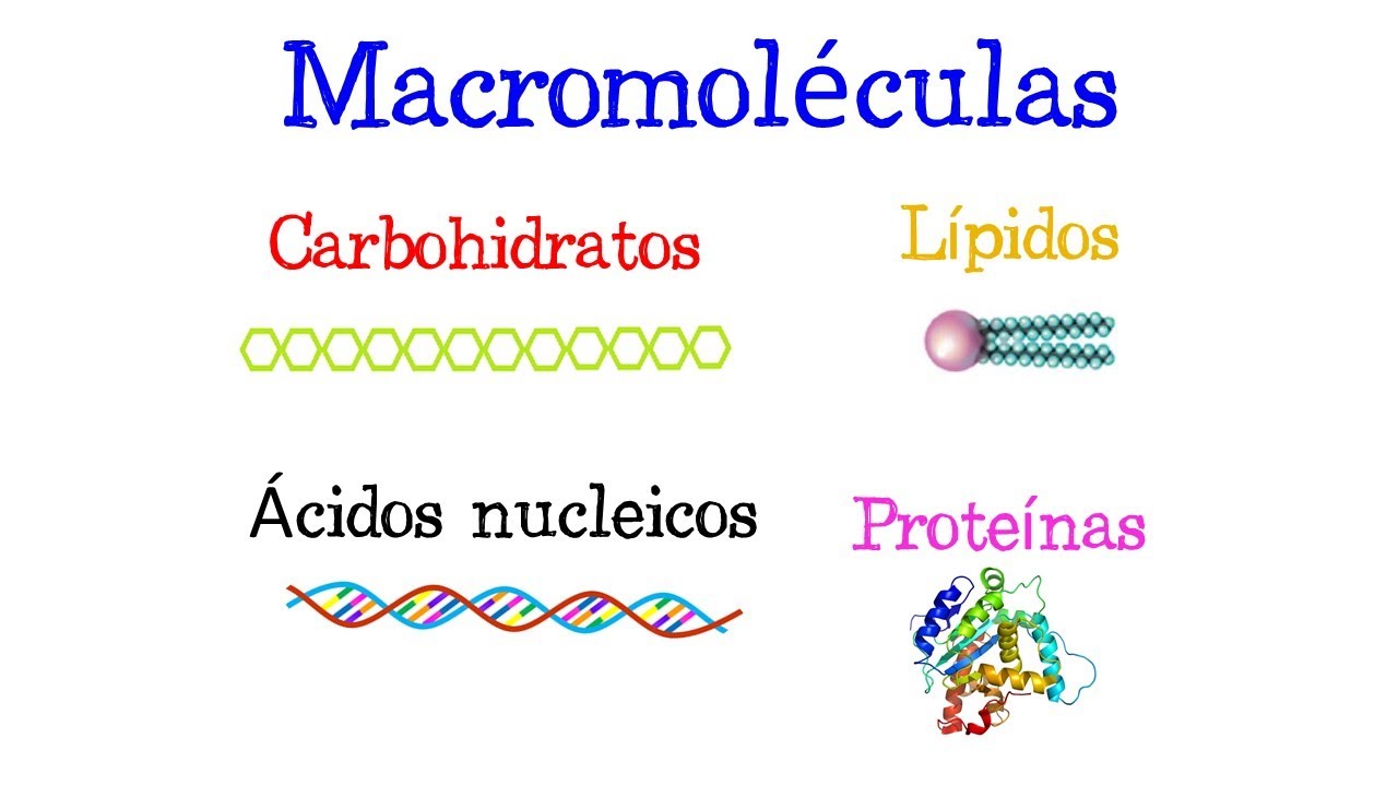 Estructura De 4 Macromoléculas Qué Son Los Bioelementos Y