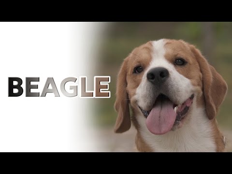 Beagle Youtube