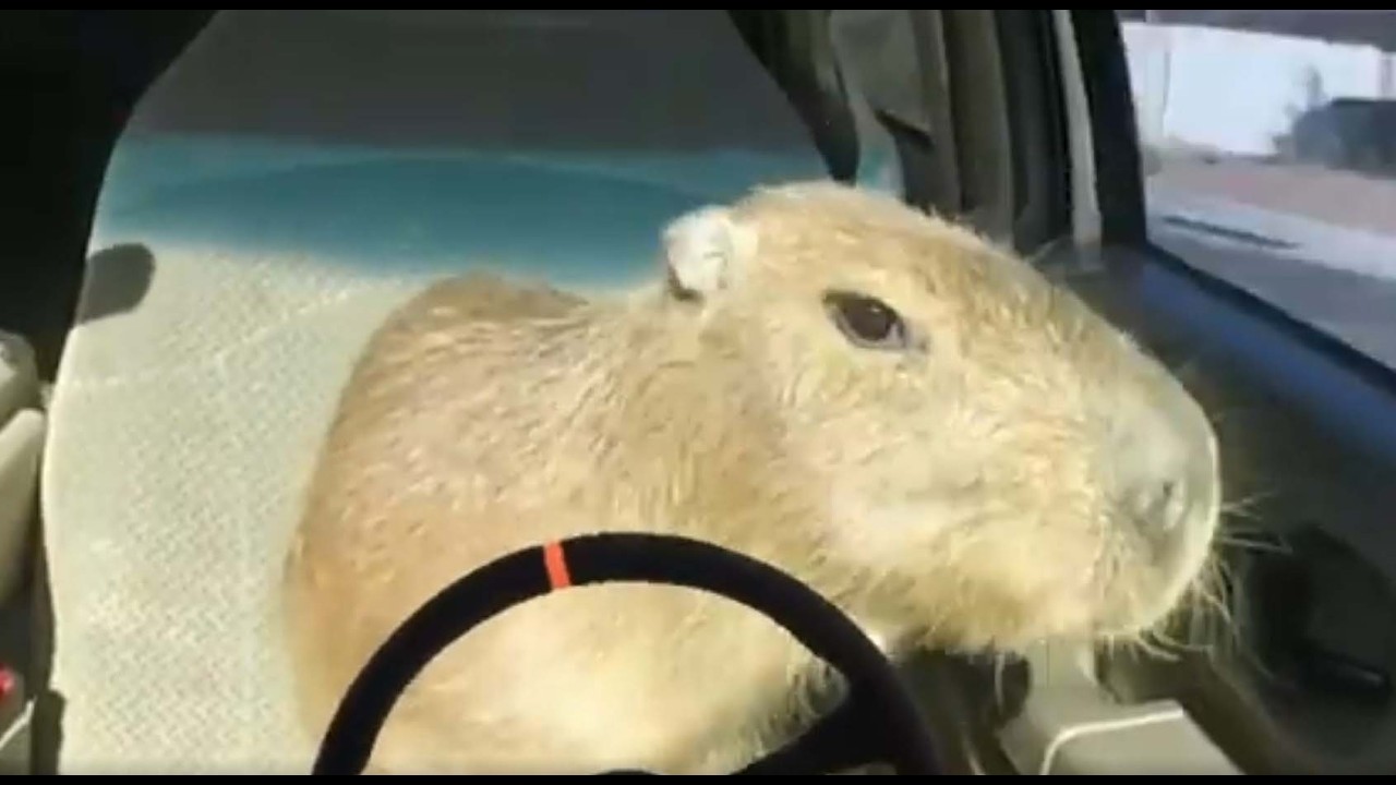 The Capybara Song Full Music Video