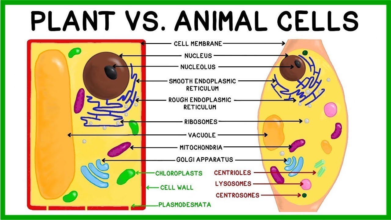 Comparing Plants And Animals Cells Difference Between Animal Cell Plant