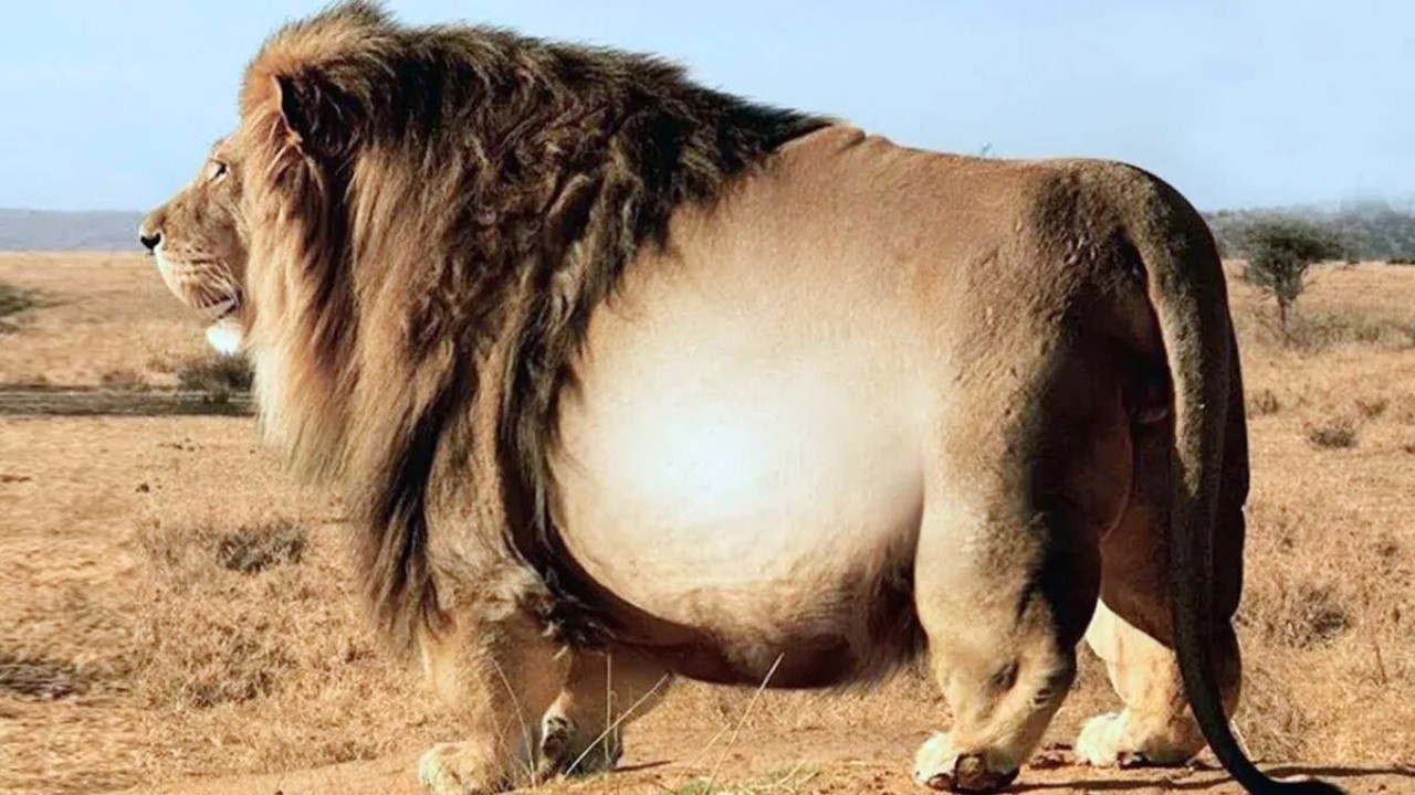 Largest Ever Lion