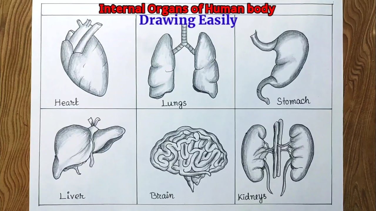 Human Anatomy Drawing Internal Organs At Wade Arnold Blog
