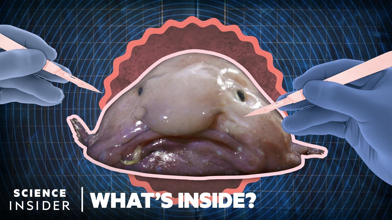 Psychrolutes Marcidus Or Blobfish