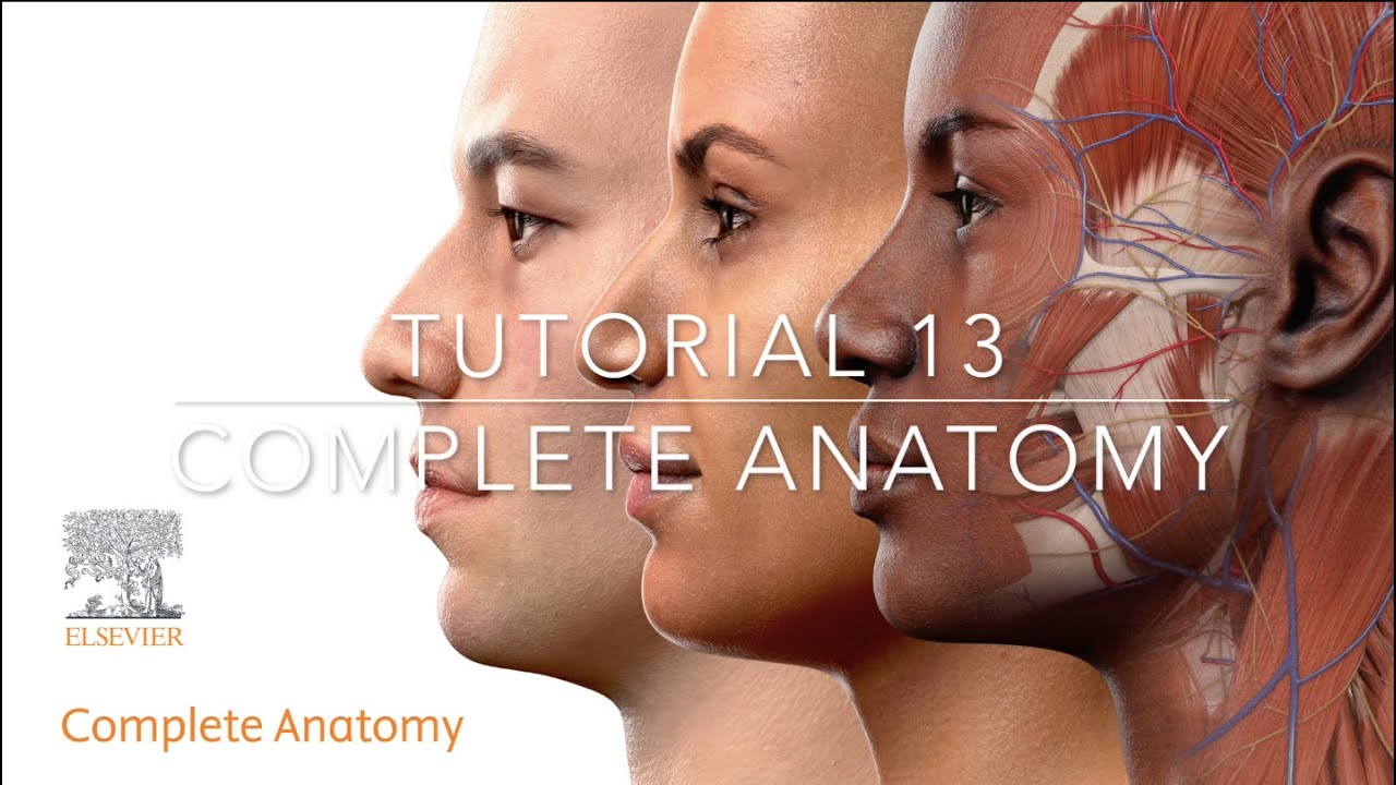 13 Complete Anatomy Youtube