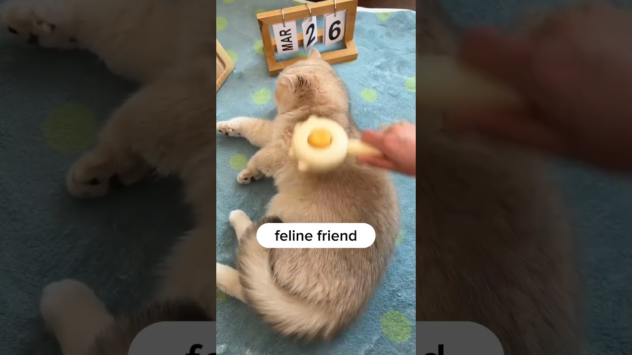 Baby Want Pug Tail рџ Methu Want Scooby Tile Caring Scooby Pug Dogs