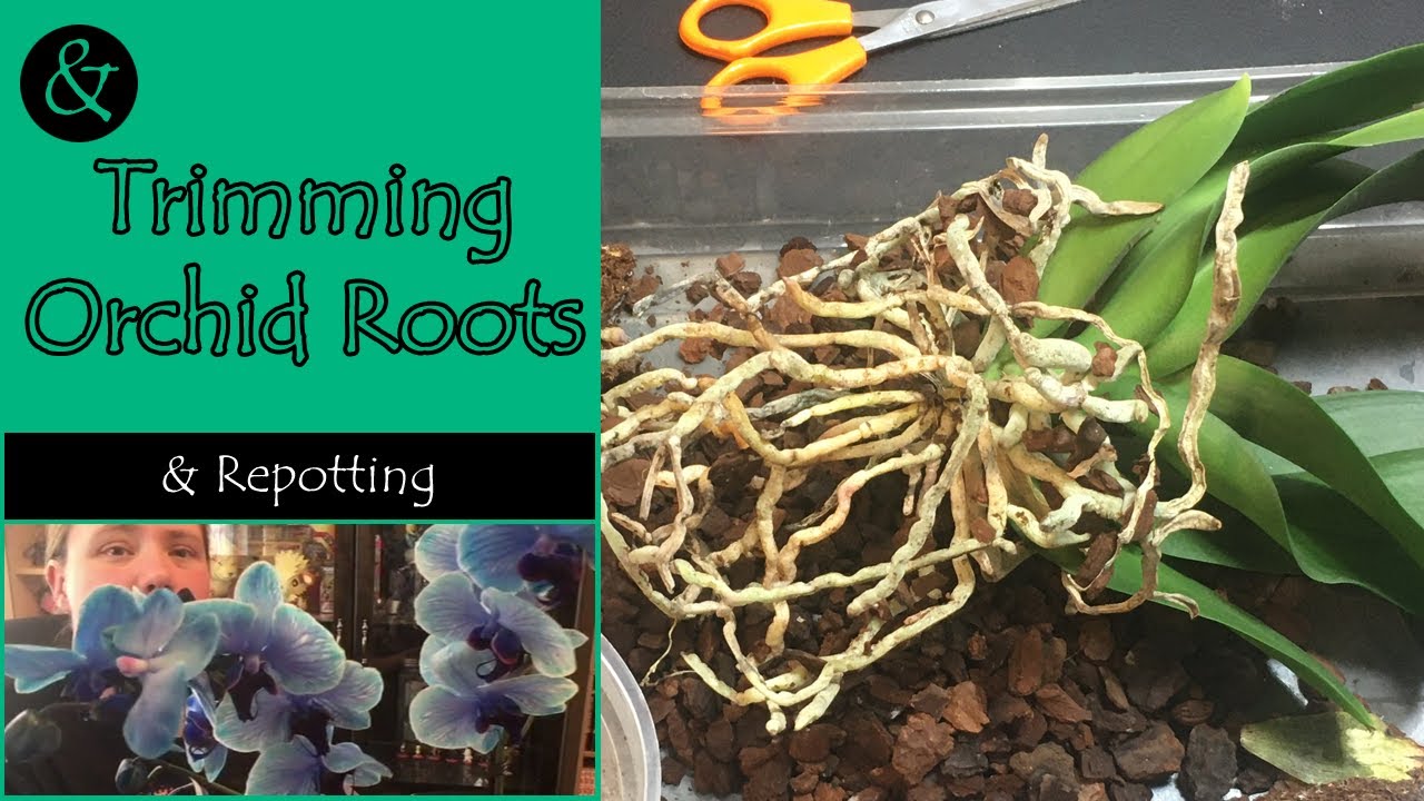 Trimming Orchid Roots Repotting Youtube