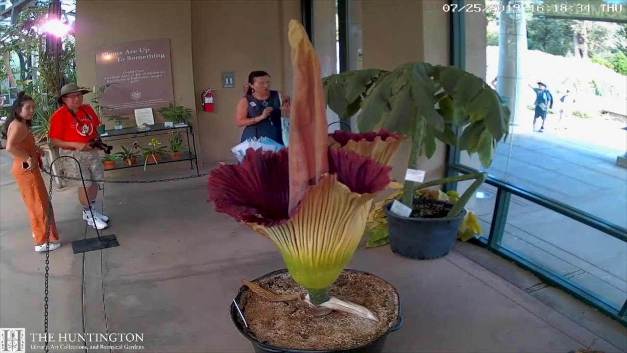 2019 Corpse Flower Time Lapse The Huntington Youtube