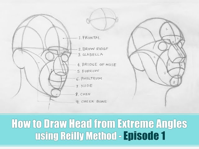 How To Draw Head Using Reilly Method