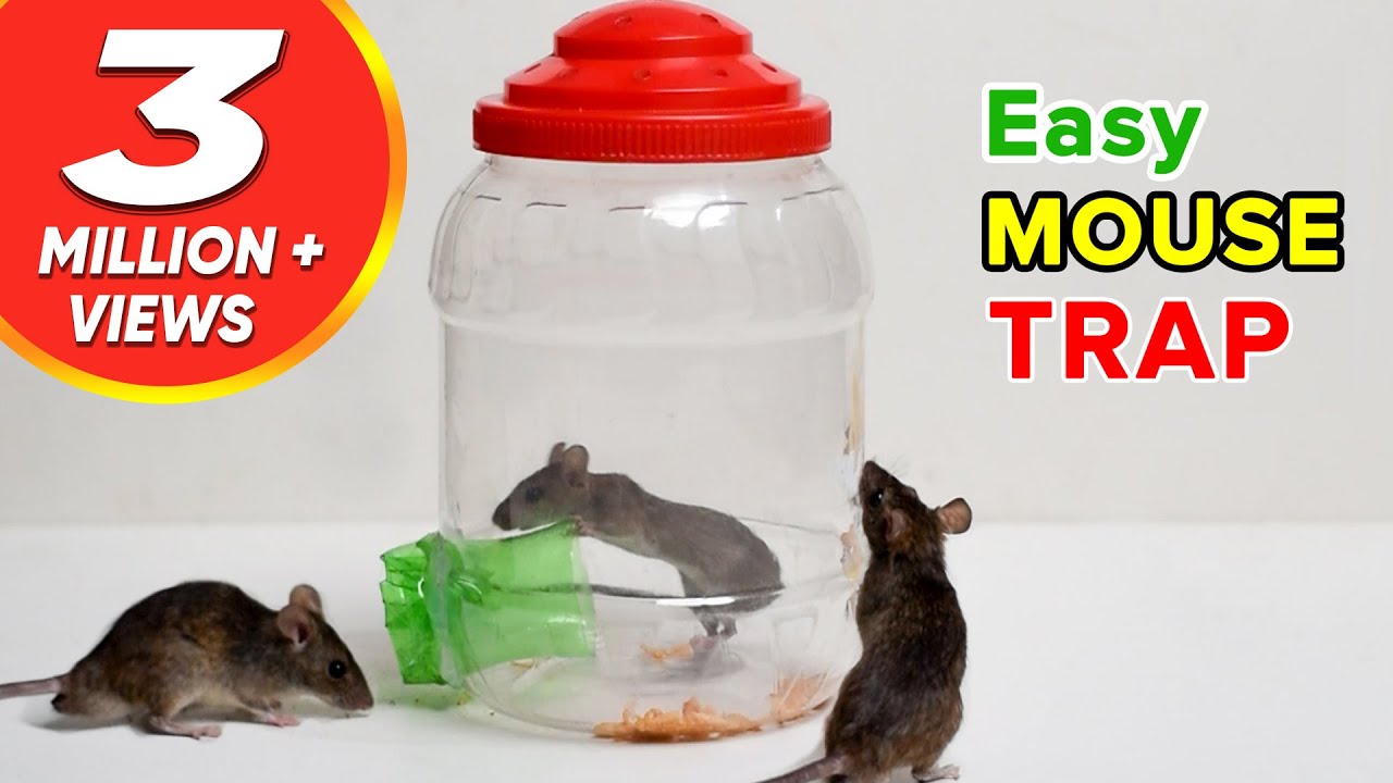 Easy Mouse Trap Diy Mouse Trap Rat Trap Homemade How To Make