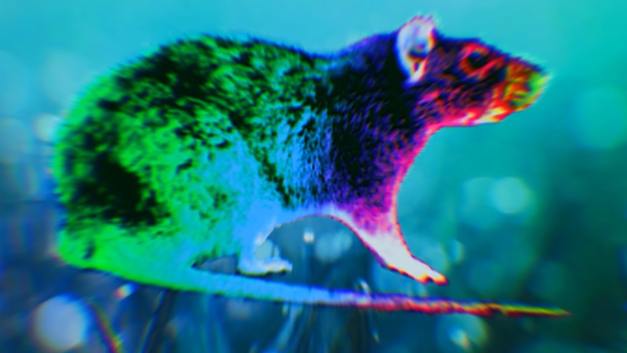 Mouse 2 рџђѓ Youtube