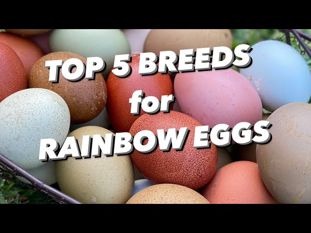 Rainbow Chickens That Lay Eggs 5 Chickens That Lay Colored Eggs