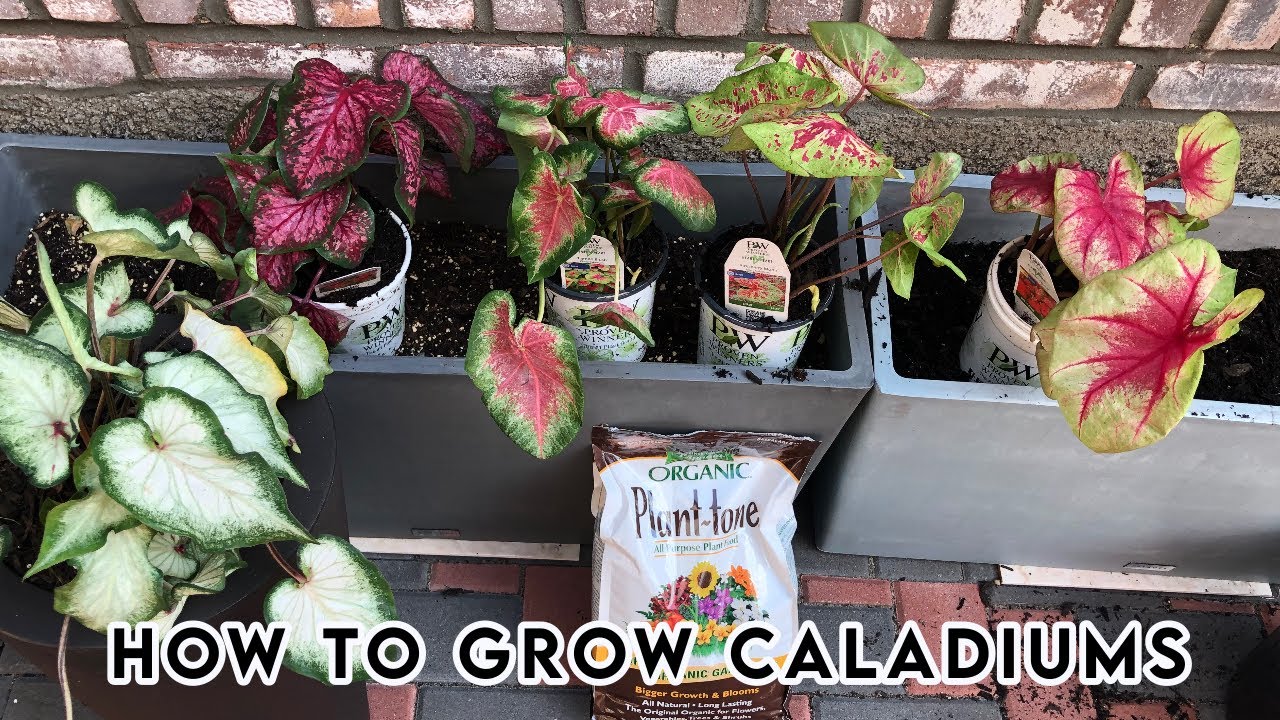 Caladium Plants Care And Tips рџњ рџњ Youtube