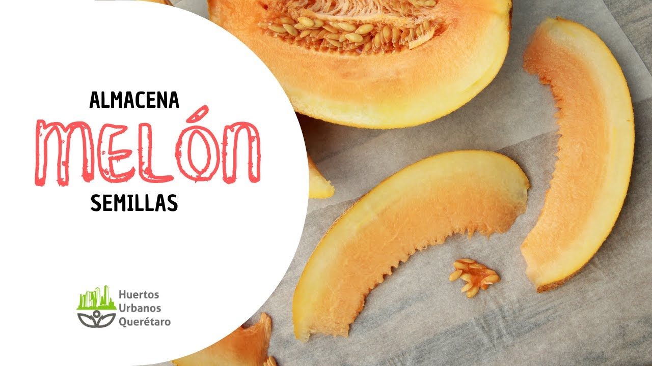 Semillas De Melón Cómo Almacenar Youtube