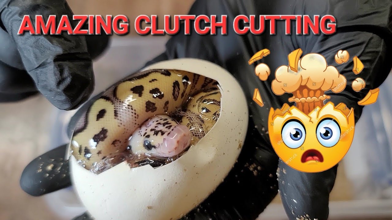 Sweet Ball Python Clutch Cutting With Before And After Journey Youtube