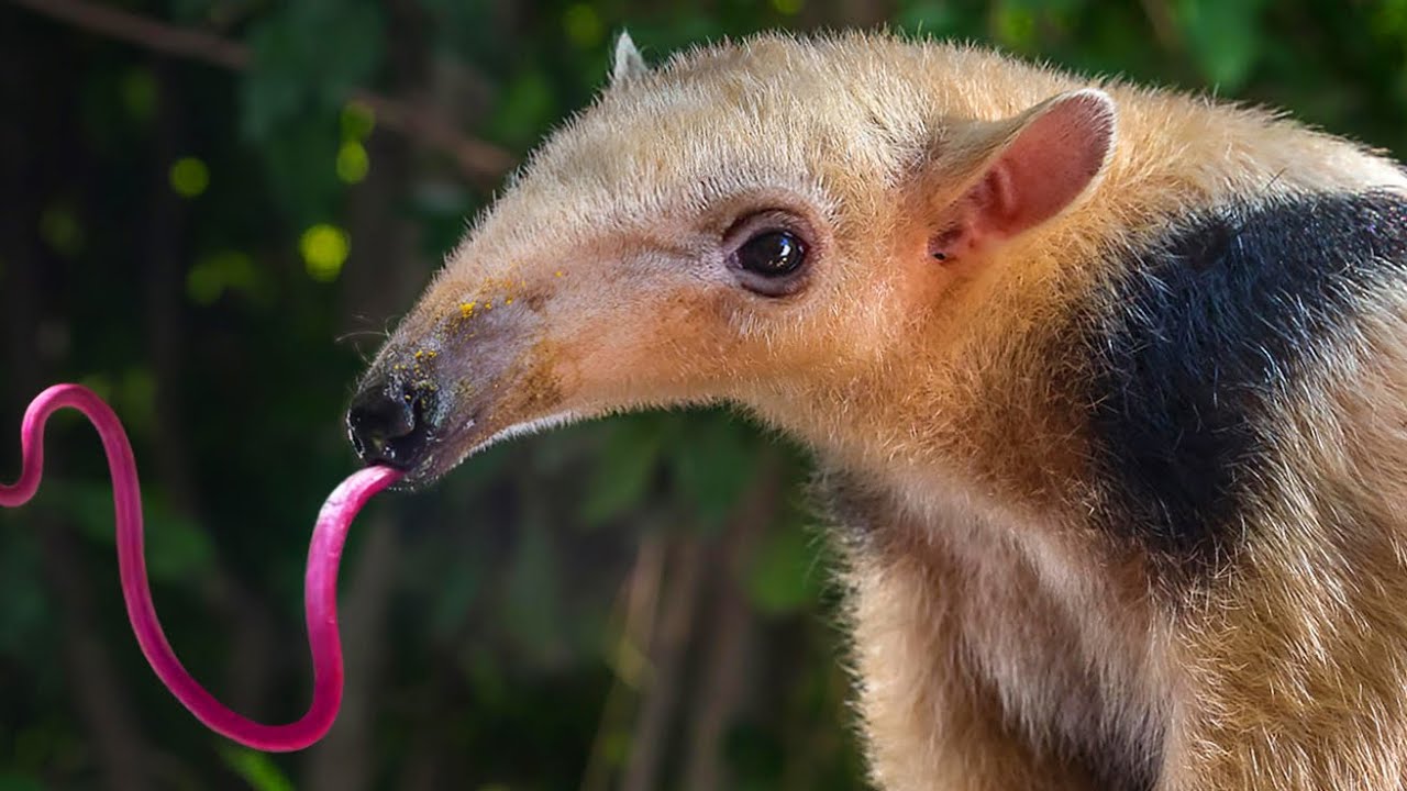 The Cutest Ant Eater In The World Tamandua Youtube