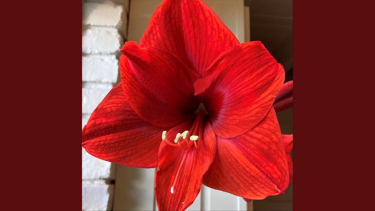 Smiles Youtube Music