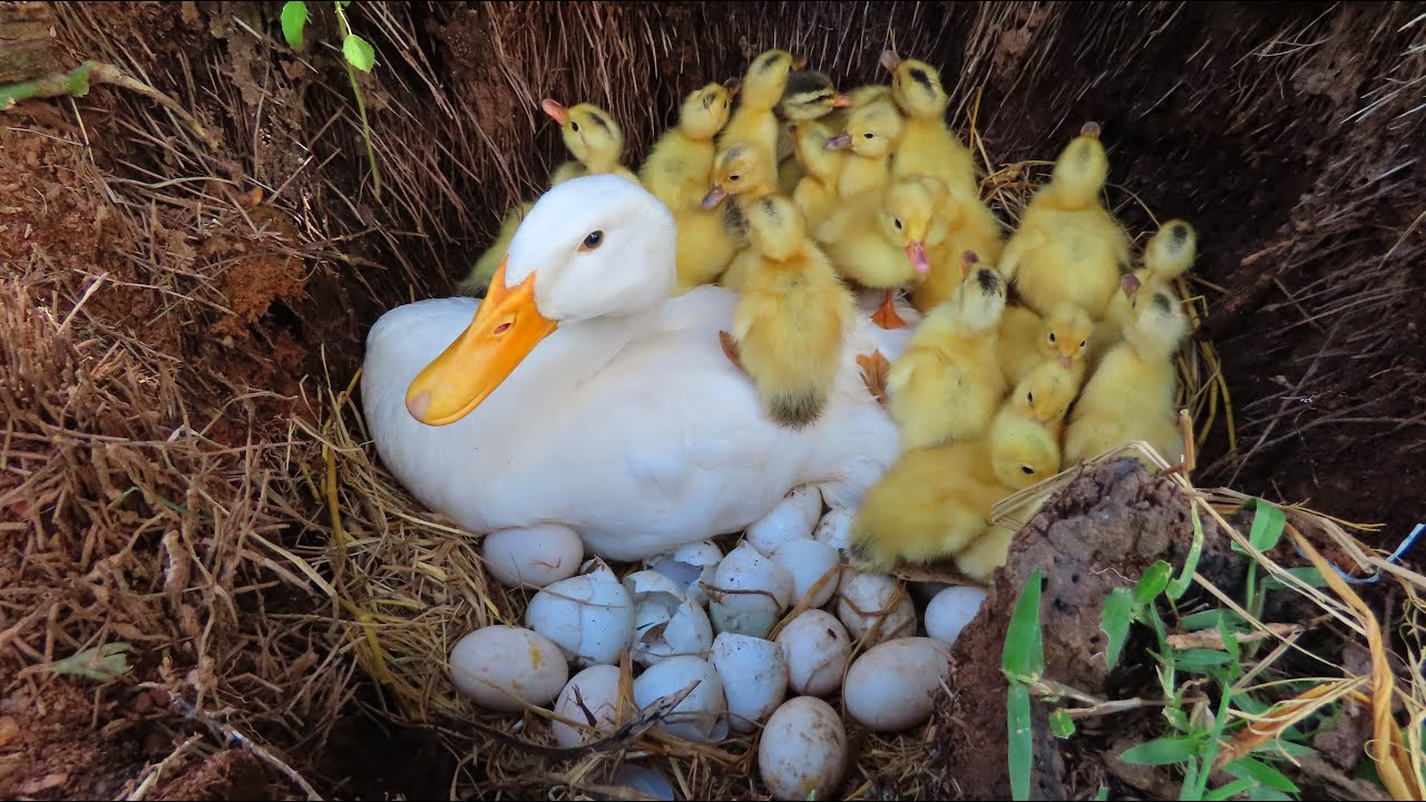 Amazing Found Pekin Duck Nest Hatching From Eggs New Baby Duck Born