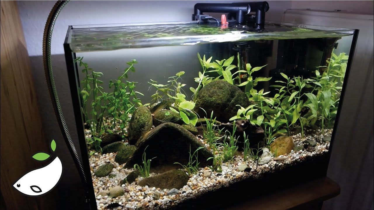 Amazon Tropical Fish Plants At Stella Bowles Blog