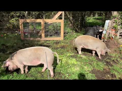 Talking About Loading Pigs Youtube