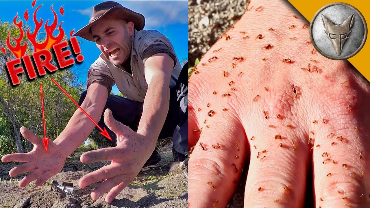 Brave Wilderness Fire Ant Attack Youtube