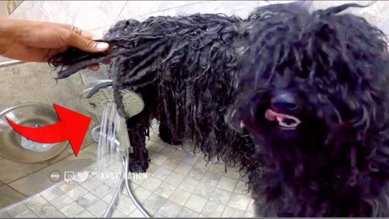Ziggy The Puli Gets Groomed And Washed His Dreadlocks Youtube