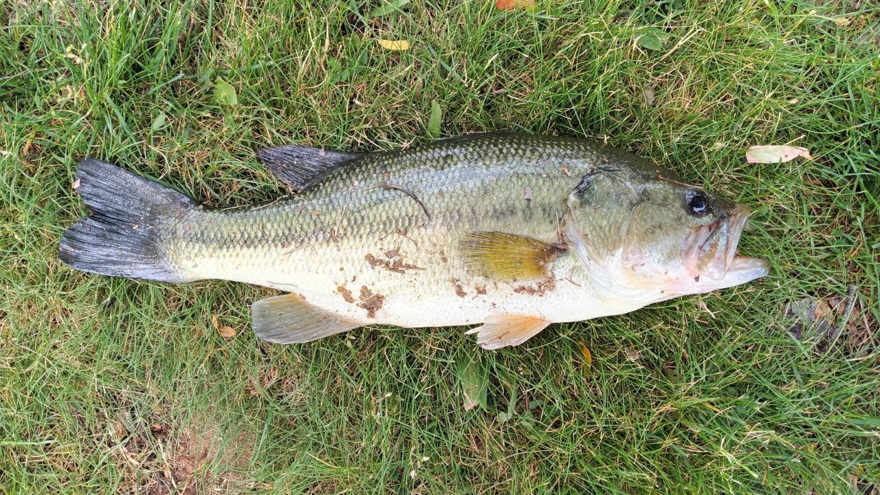 I Caught A Fat Largemouth Bass At A New Jersey Lake Bluegill Catch And