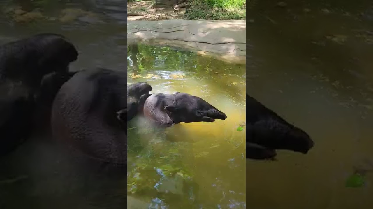 Tapirs Youtube