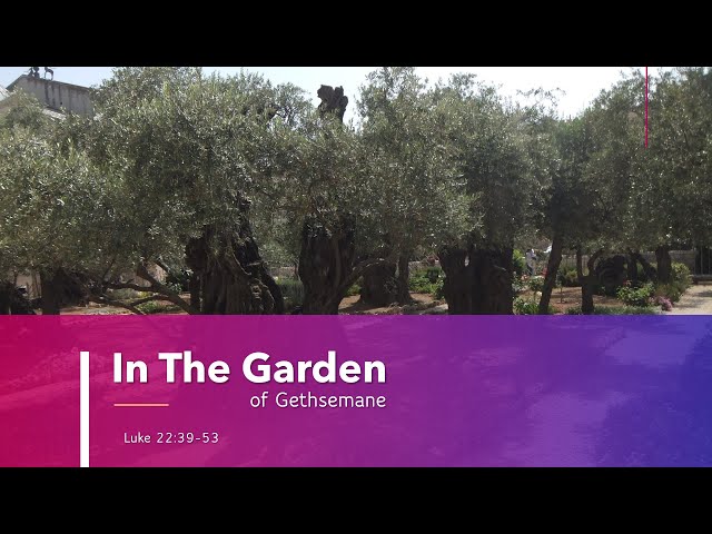 Garden Of Gethsemane Scripture Luke Fasci Garden