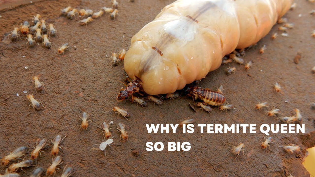 Why Is Termite Queen So Big Youtube