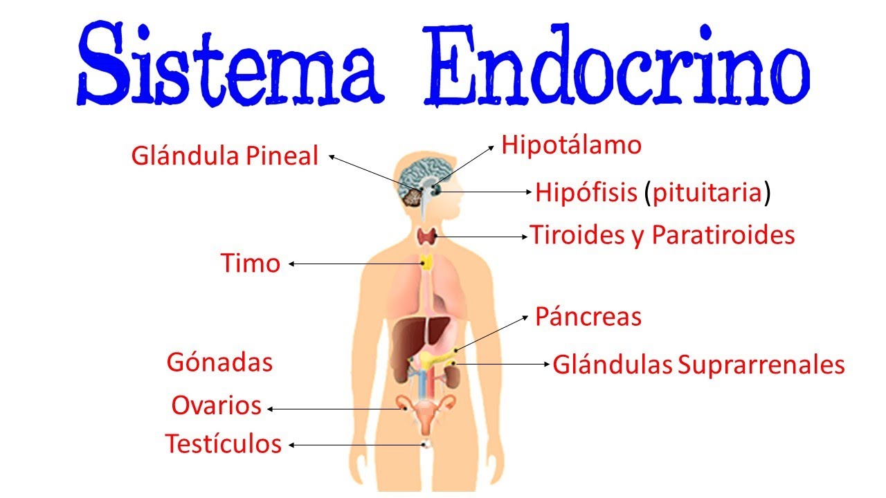 рџњђ Sistema Endocrino Glгўndulas Hormonas рџ Fгўcil Y Rгўpido