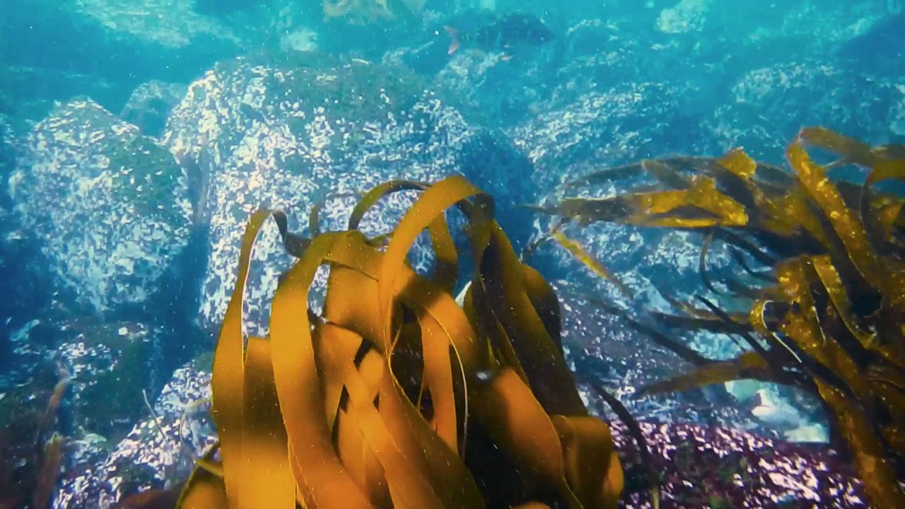 Ecos Documental Algas Iii Región Youtube