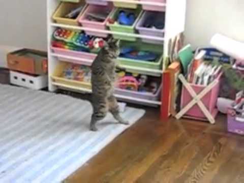 Cat Walking On Two Legs