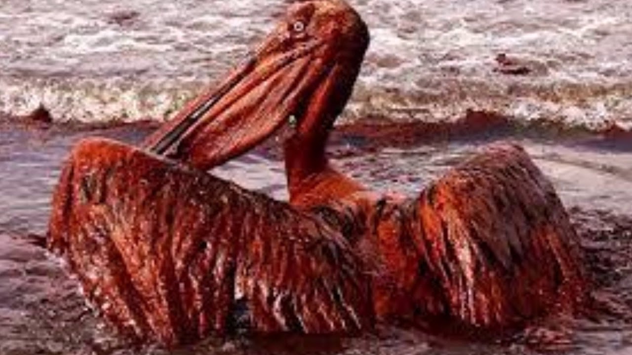 Causas Y Consecuencias De La Perdida De La Biodiversidad Youtube