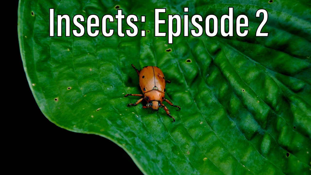 Episode 2 Featuring Bugs Youtube