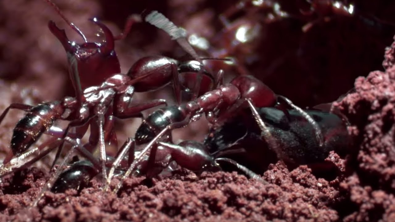 Ant Nest Made Entirely Out Of Ants Natural World Ant Attack Bbc