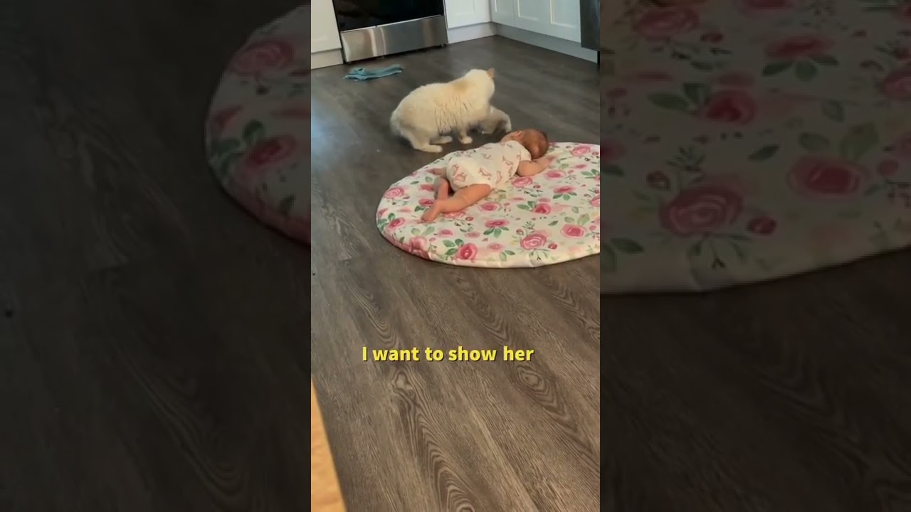Caring Cat So Beautiful Cats Shorts Viral Housepetscare