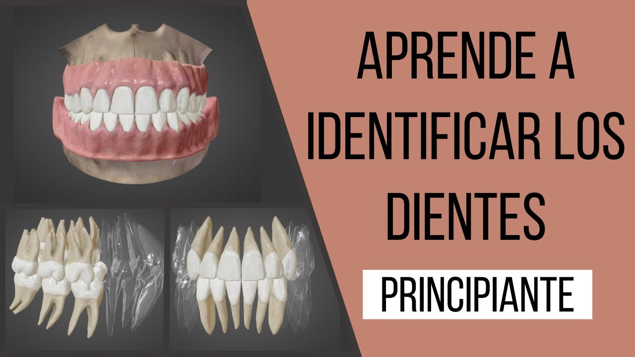 Cómo Identificar Los Dientes Odontologia Con Cri Youtube